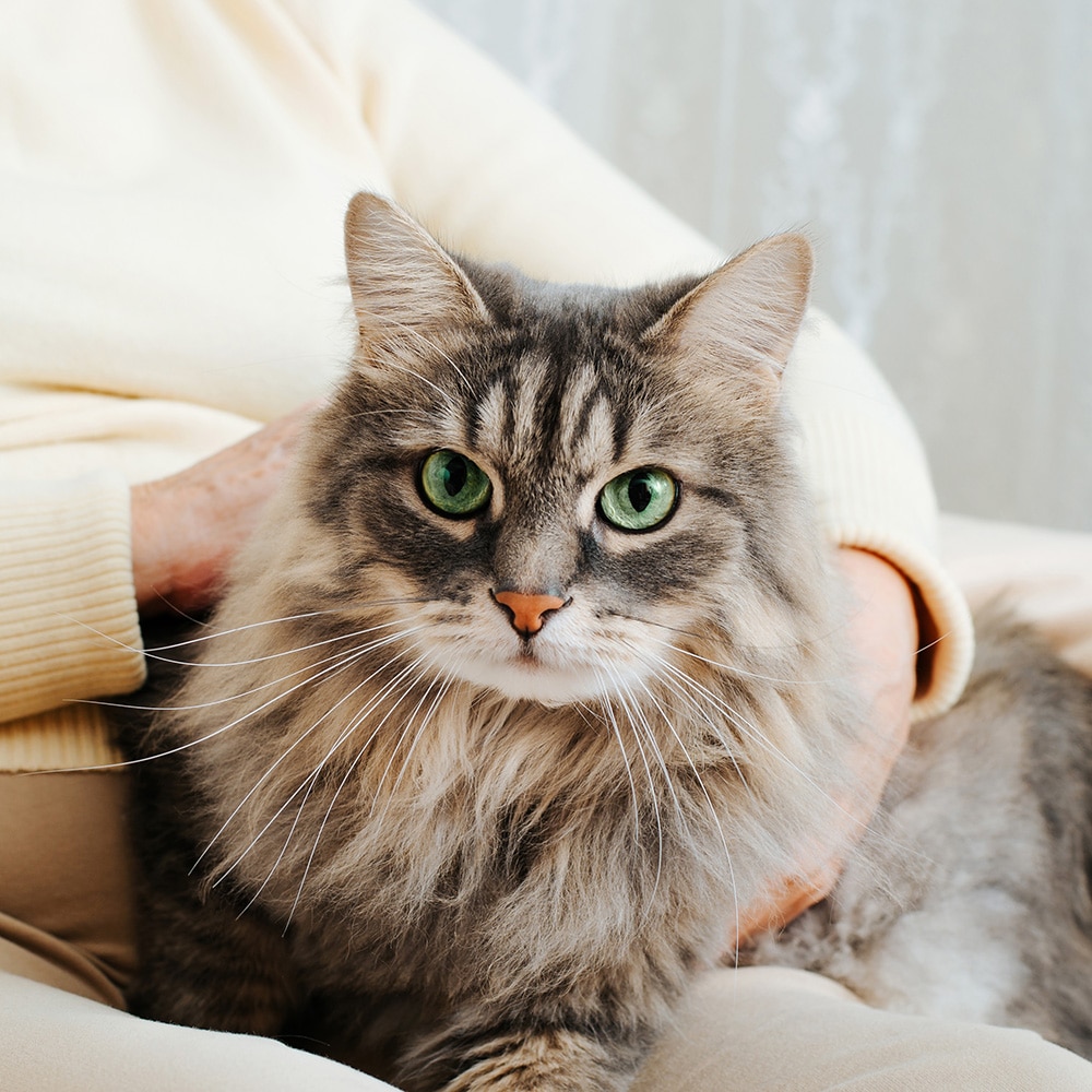 Fidos Fences | Invisible Fence Brand Compatible Batteries