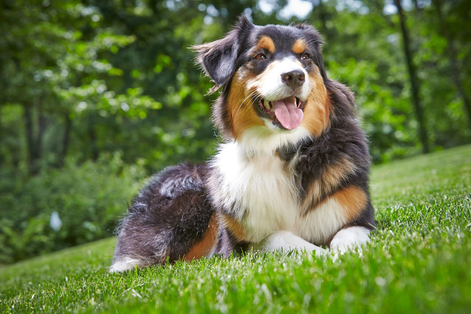 Dog Fence Installation | Pet Containment Systems | Fido's Fences
